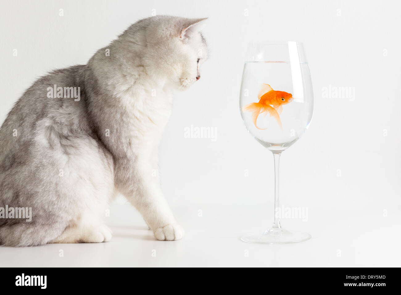 Goldfish glass Banque de photographies et d’images à haute résolution ...