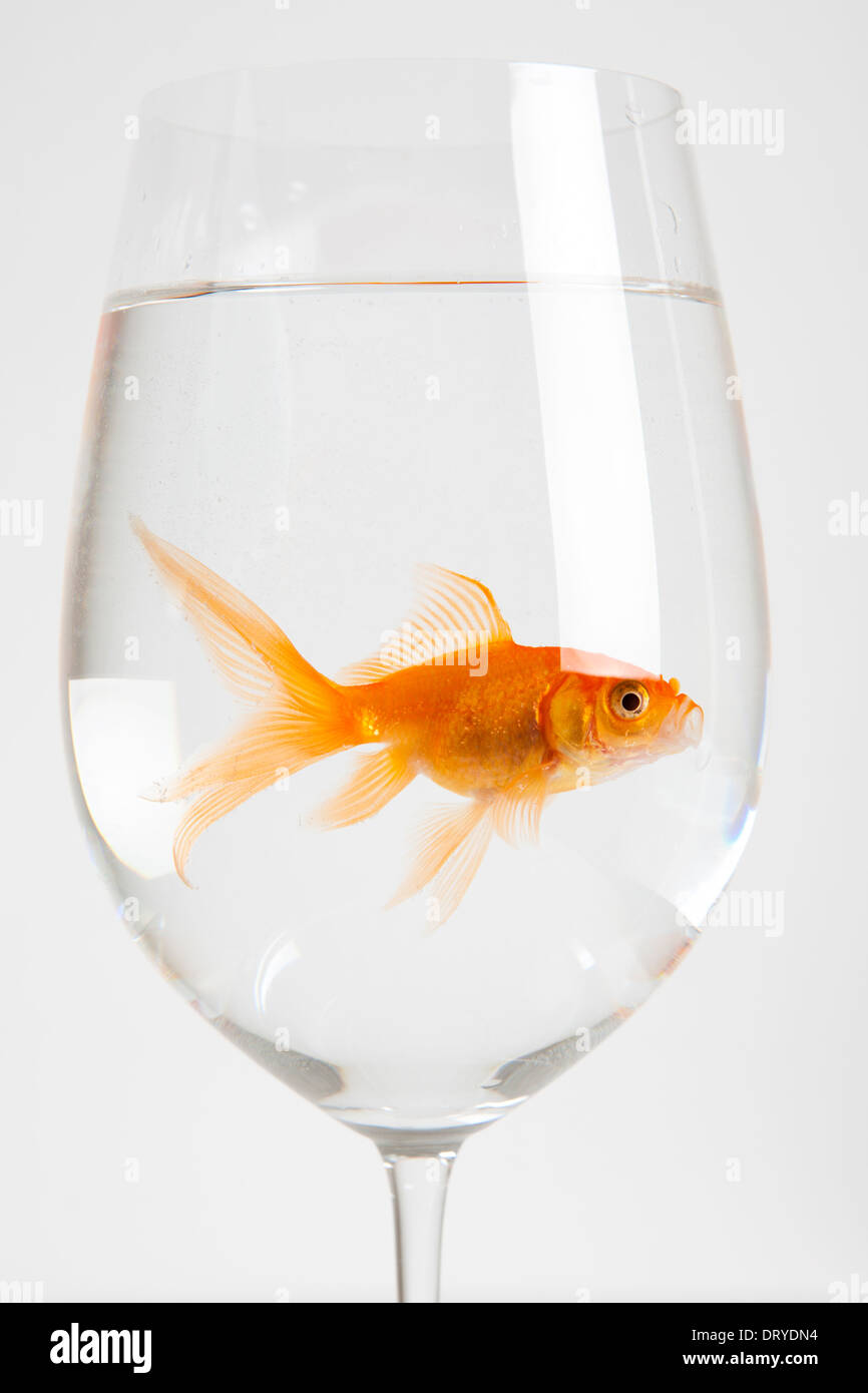 Verre poisson rouge Banque de photographies et d’images à haute ...
