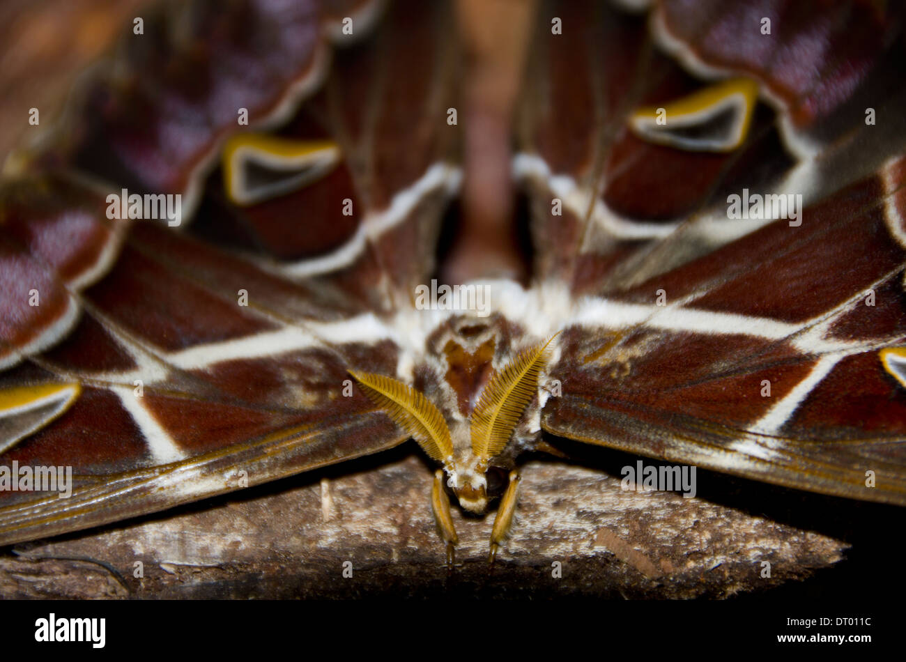 Moth malaysia Banque de photographies et d’images à haute résolution ...