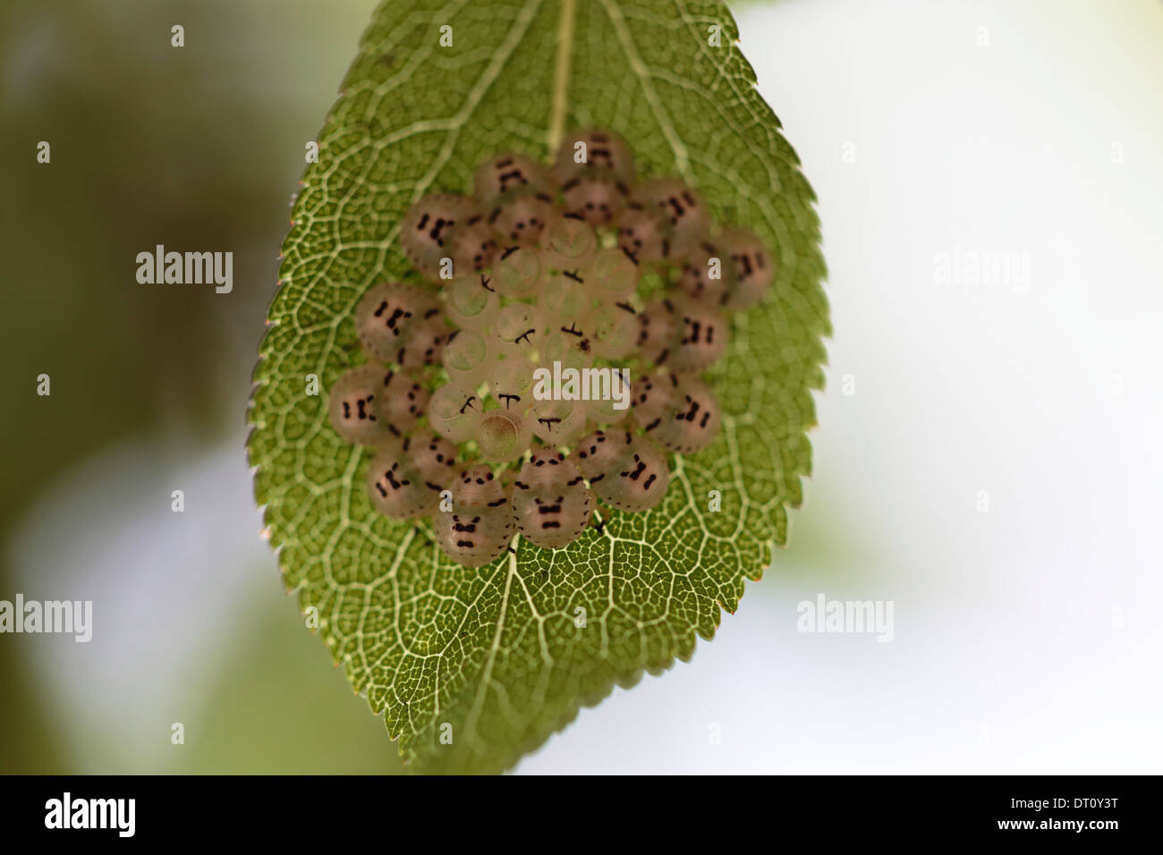 Insect eggs on the Banque de photographies et d’images à haute ...