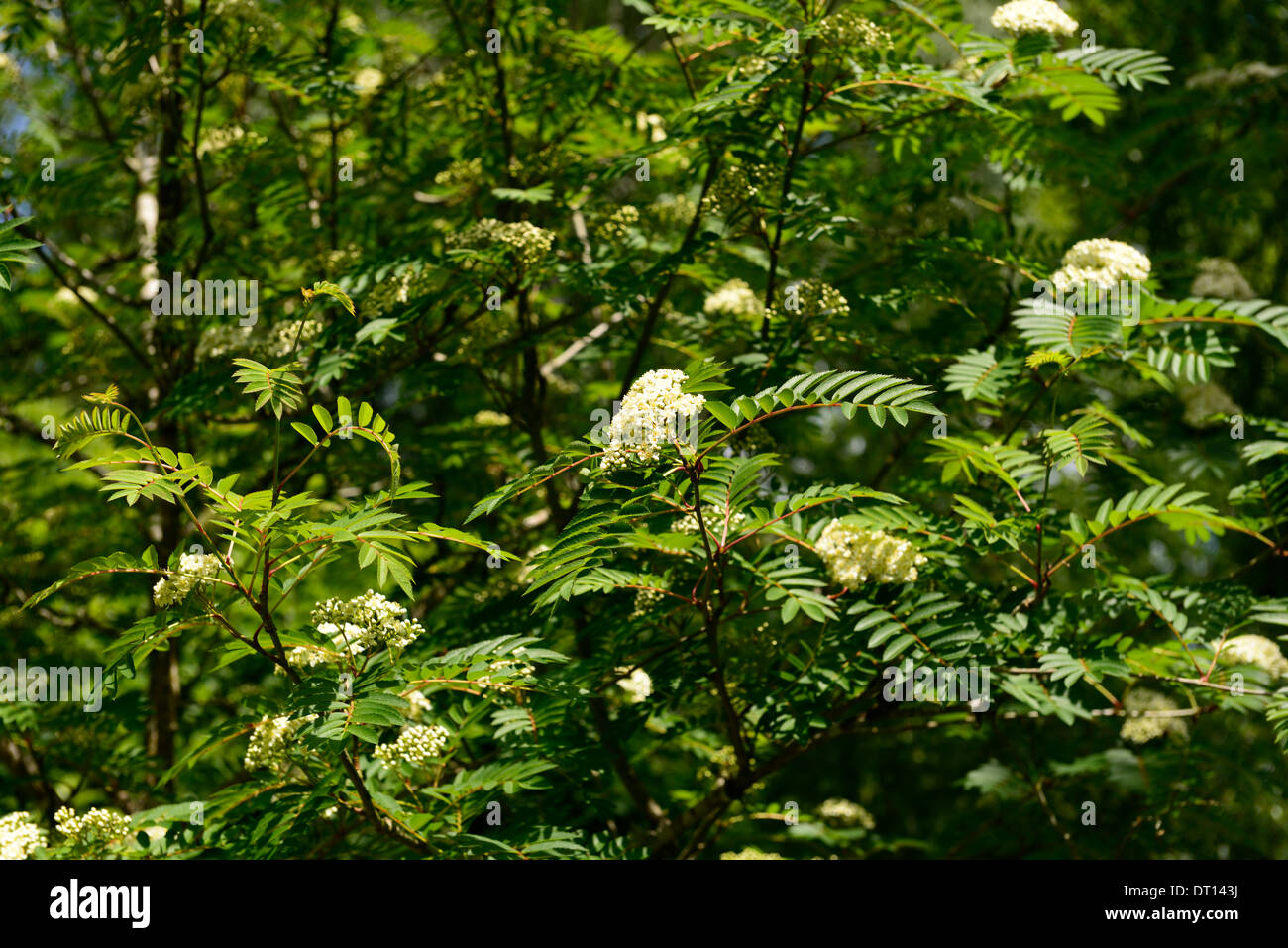 Sorbus aucuparia fructu luteo Banque de photographies et d’images à ...