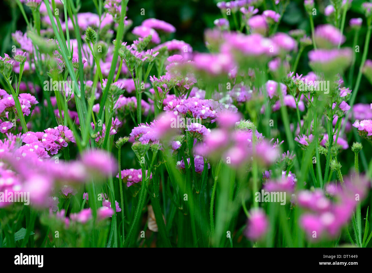 Limonium sinuata Banque de photographies et d’images à haute résolution ...