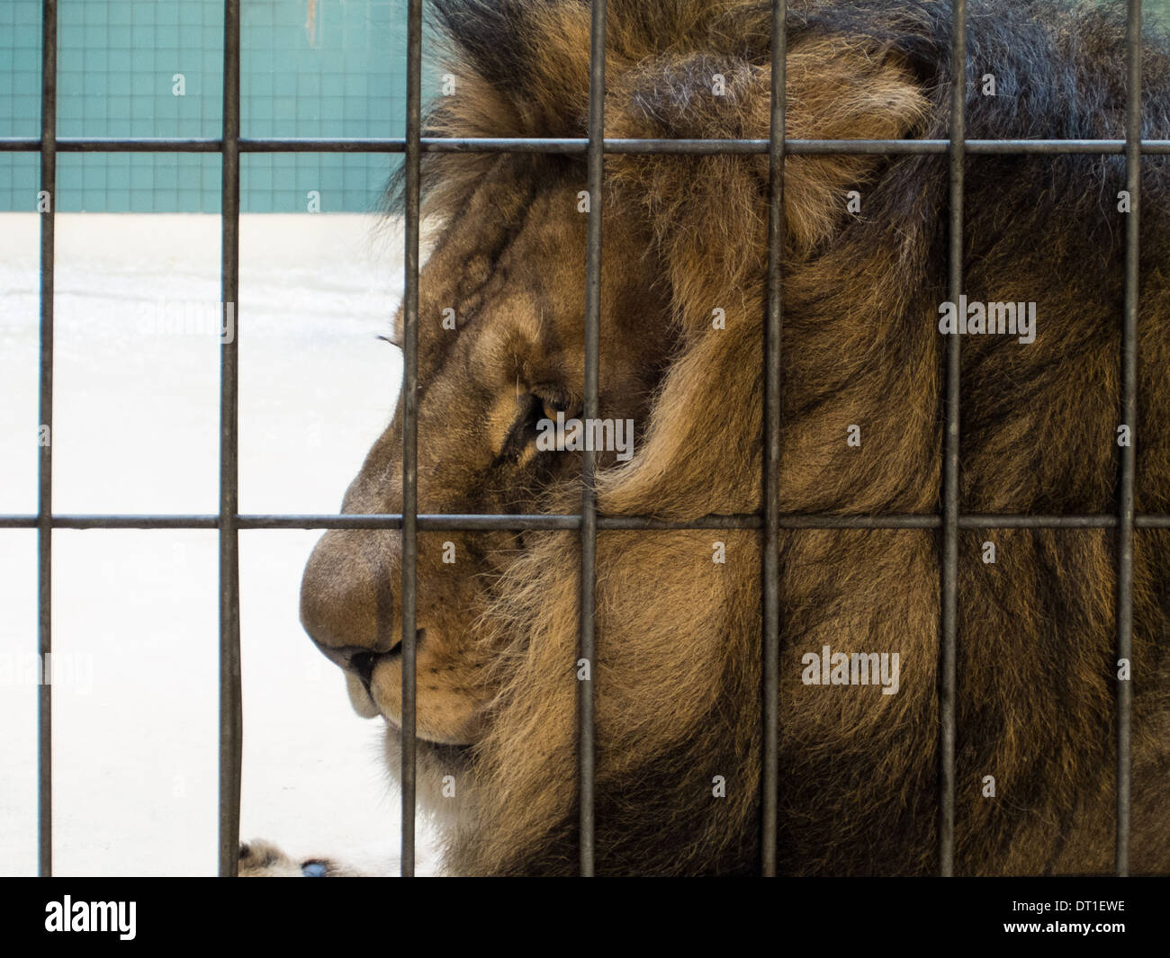 Lion en cage Banque de photographies et d’images à haute résolution - Alamy