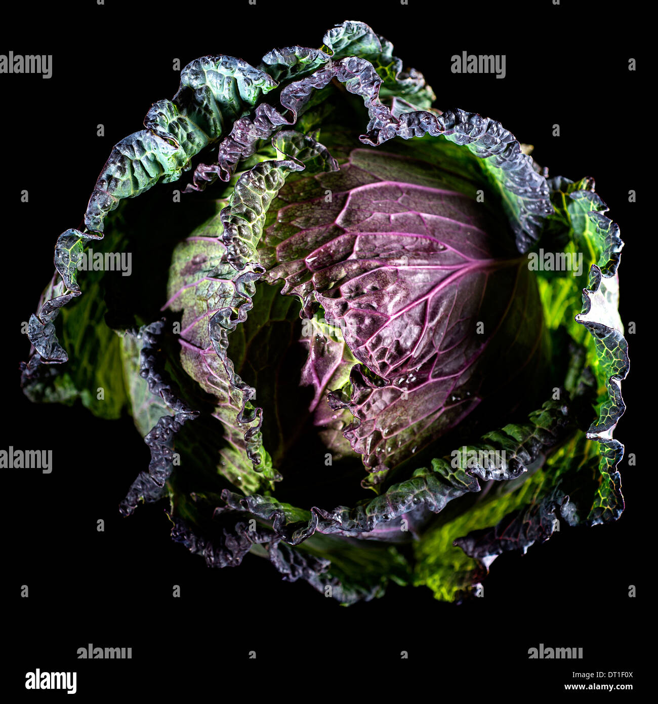 Tige de chou Banque de photographies et d’images à haute résolution - Alamy