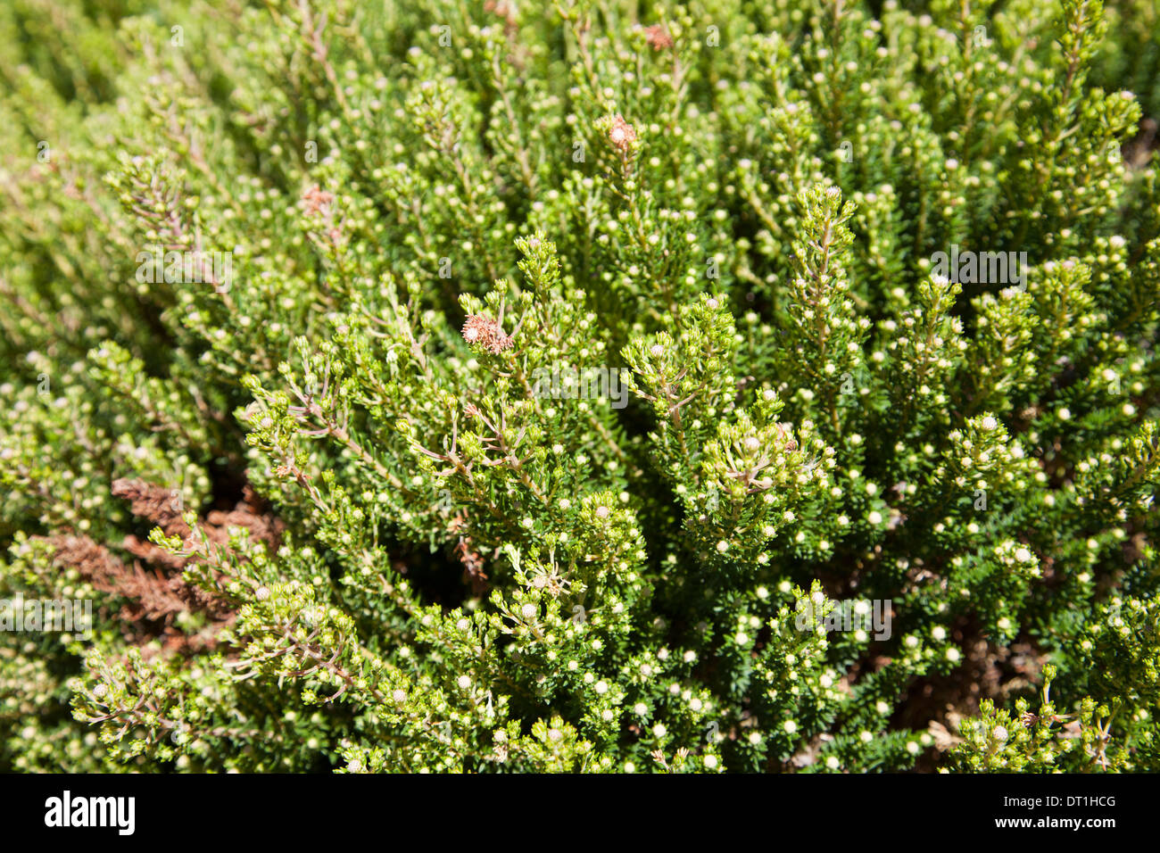 Phylica ericoides Banque de photographies et d’images à haute ...