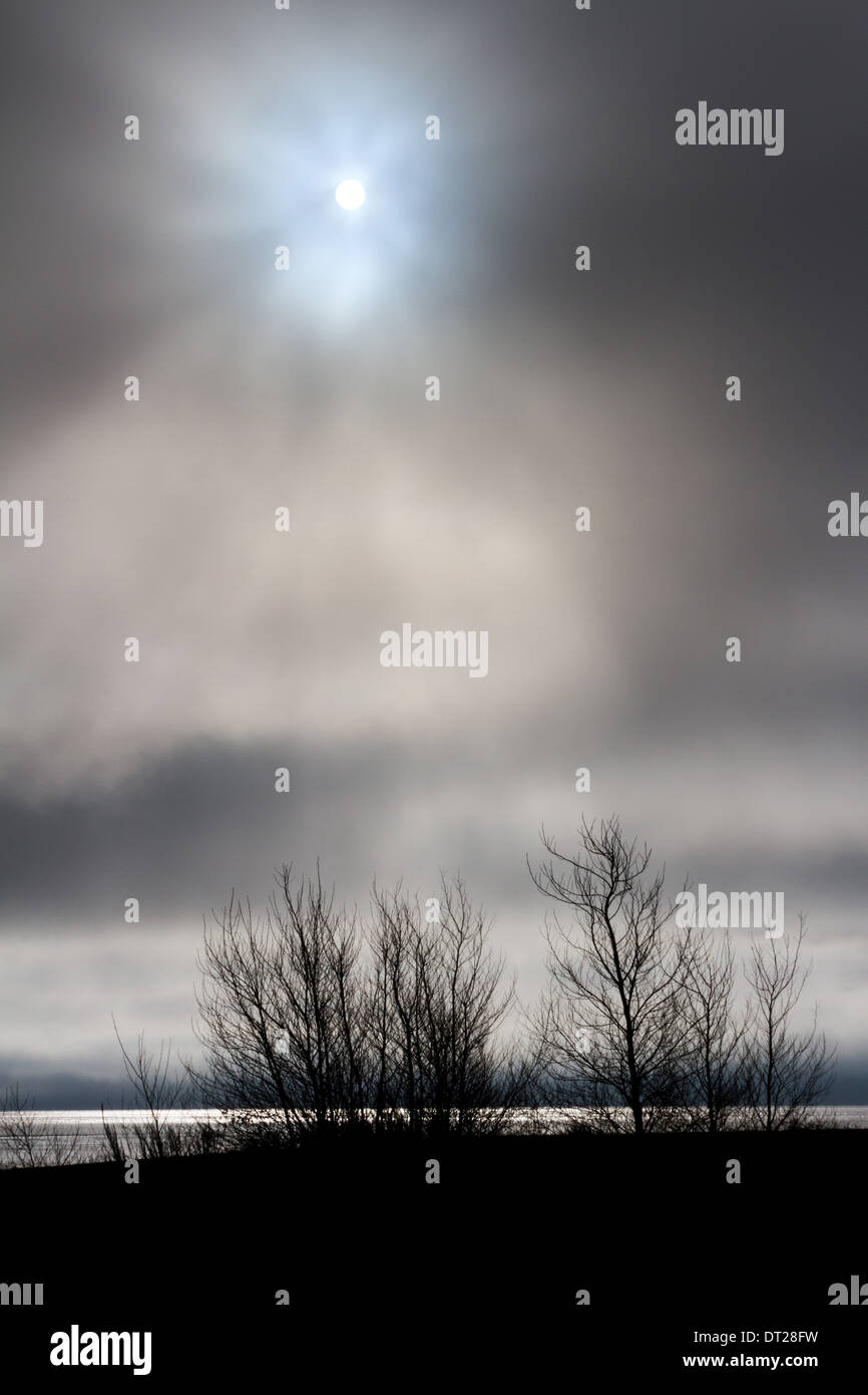 Tree profile Banque de photographies et d’images à haute résolution - Alamy