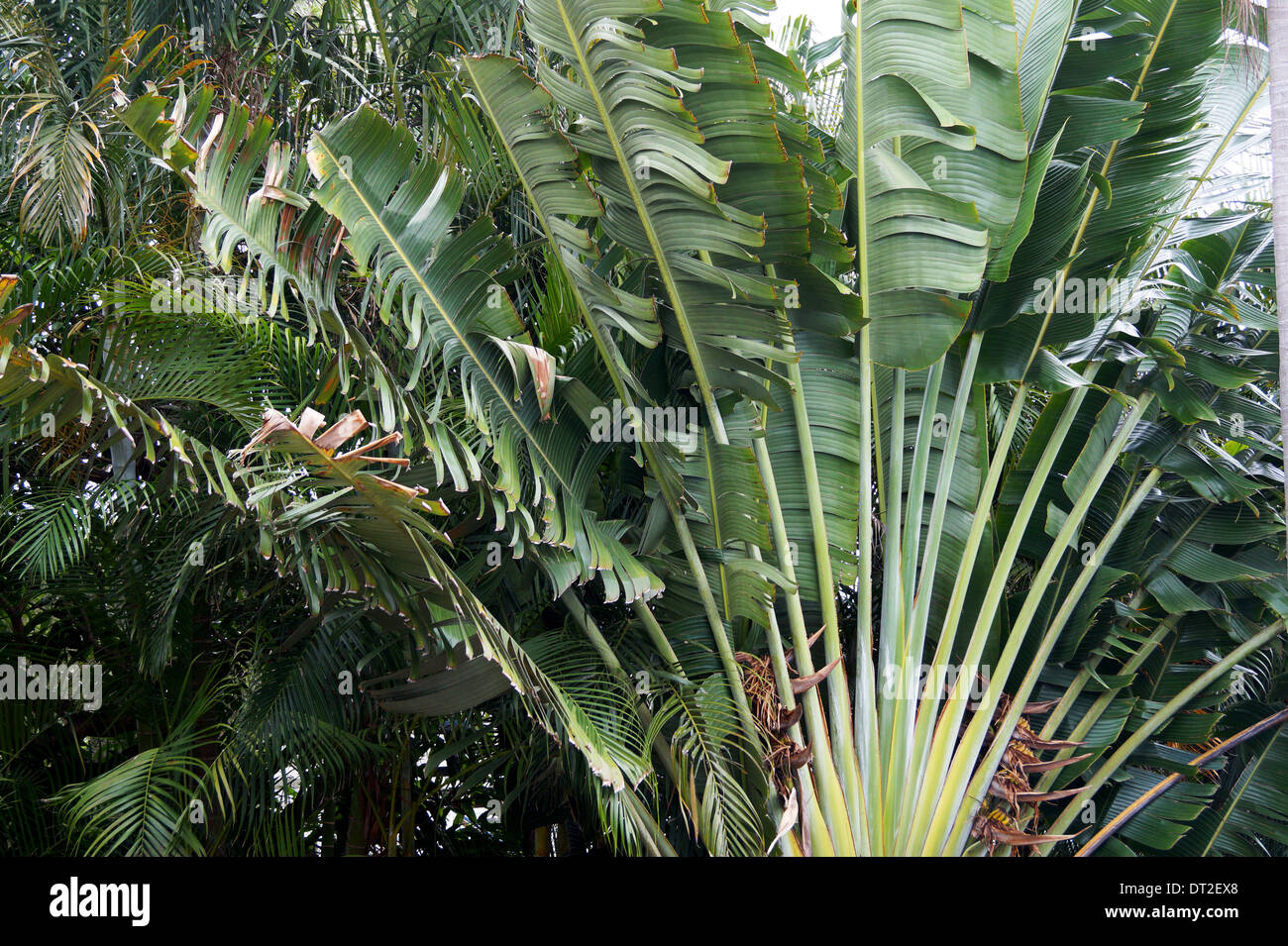 Palmier tropical Banque de photographies et d’images à haute résolution ...