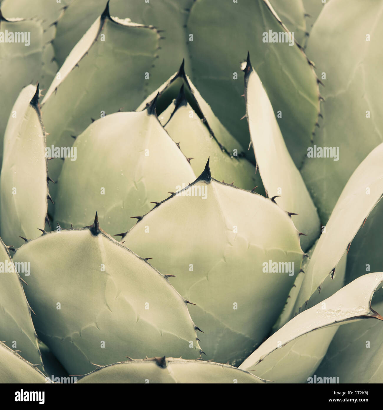 Grandes feuilles succulentes Banque de photographies et d’images à ...