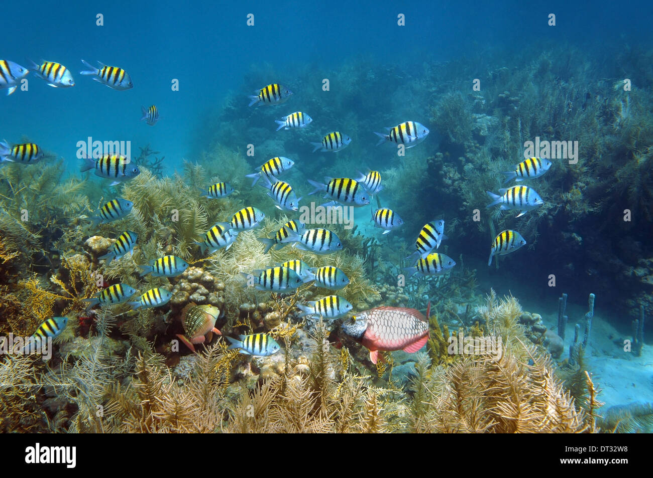 Sergent-major de banc de poissons sur un récif de corail, des fonds ...