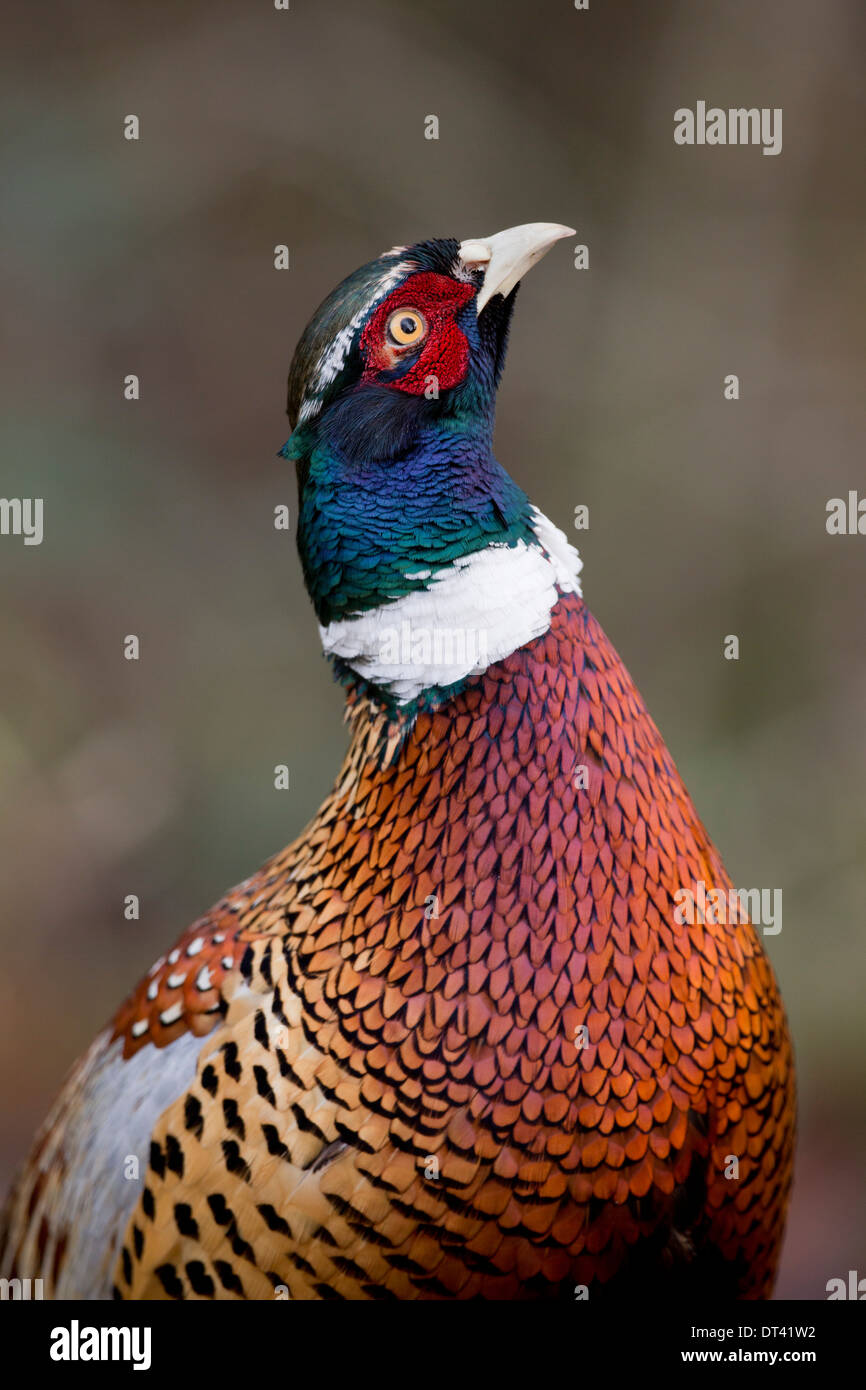 Faisan commun mâle Banque d'image et photos - Alamy