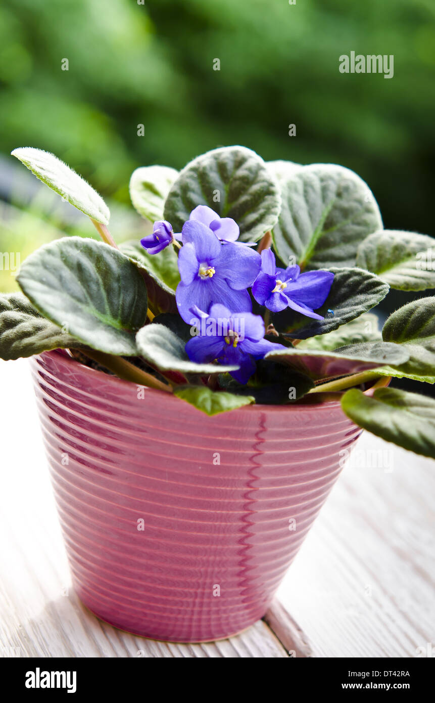 Violette africaine Banque de photographies et d’images à haute ...