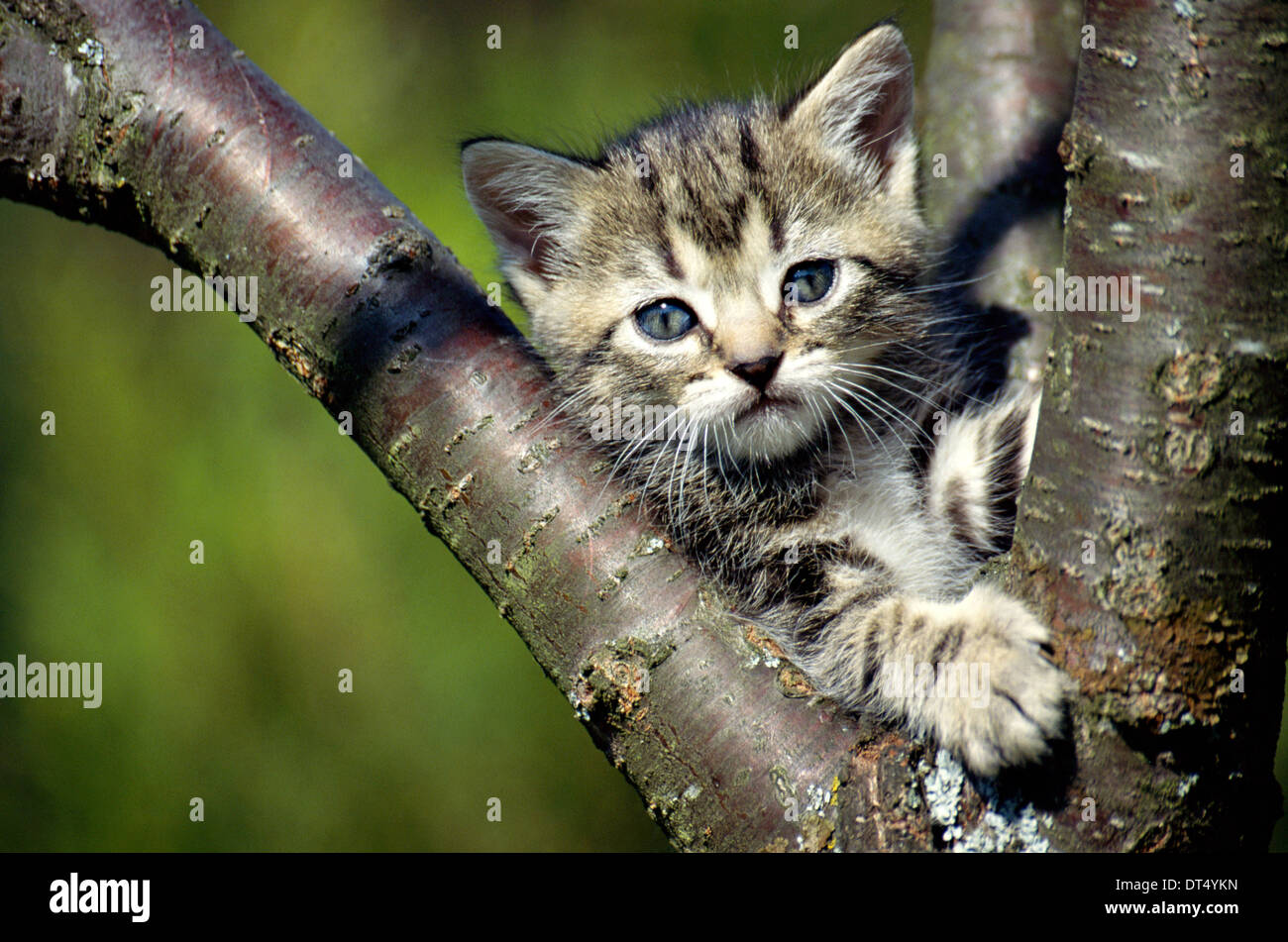 Chaton dans un arbre Banque de photographies et d’images à haute ...