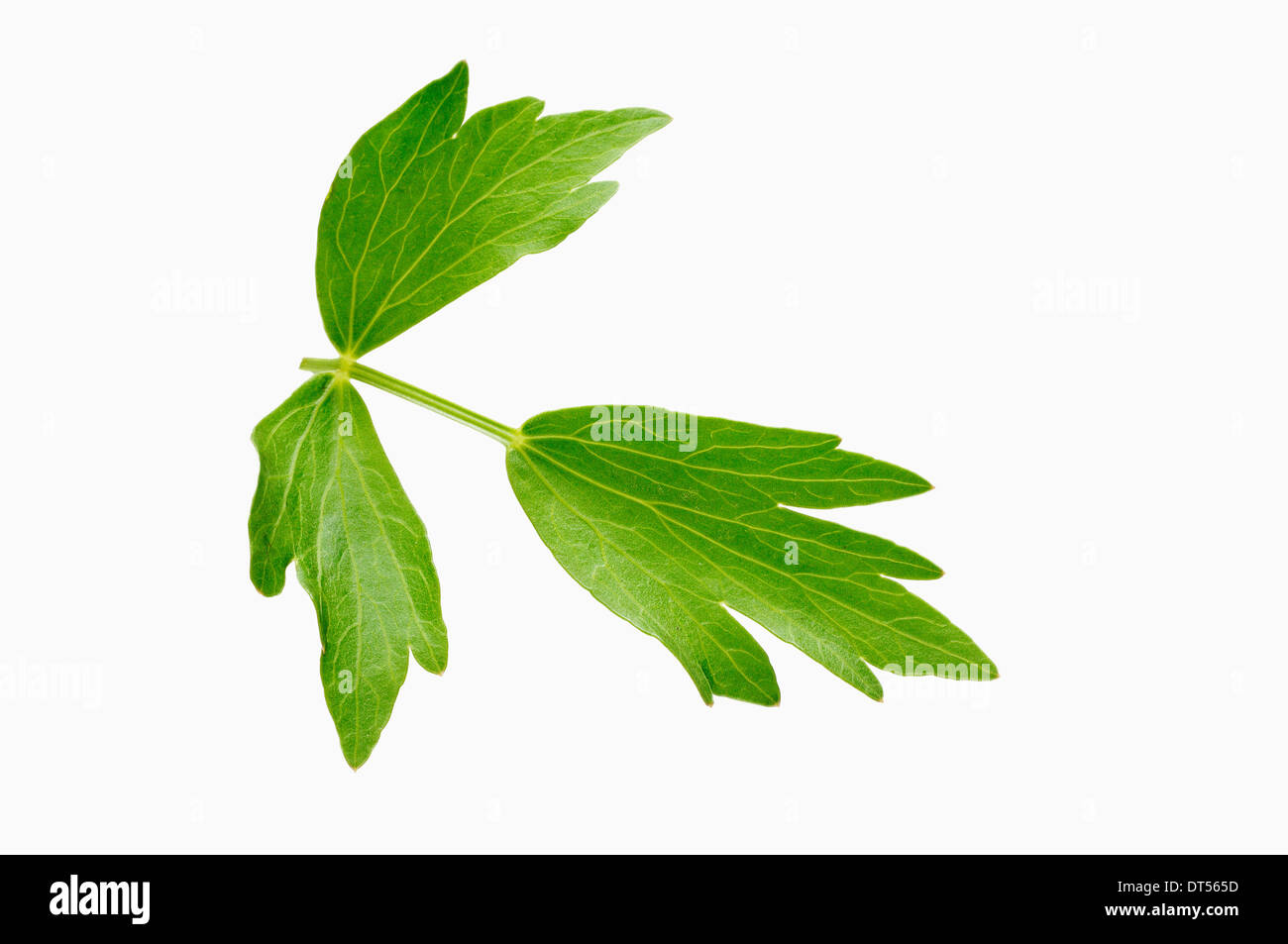 Lovage levisticum officinale Banque de photographies et d’images à haute résolution - Alamy