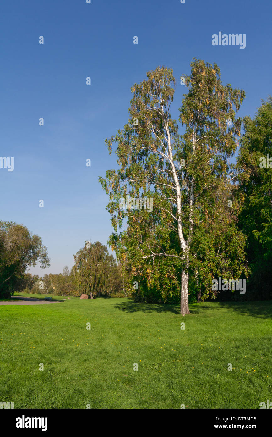Arbre solitaire sur un chemin de champ Banque de photographies et d ...