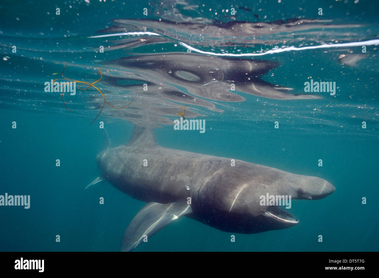 Requin pèlerin Banque de photographies et d’images à haute résolution ...