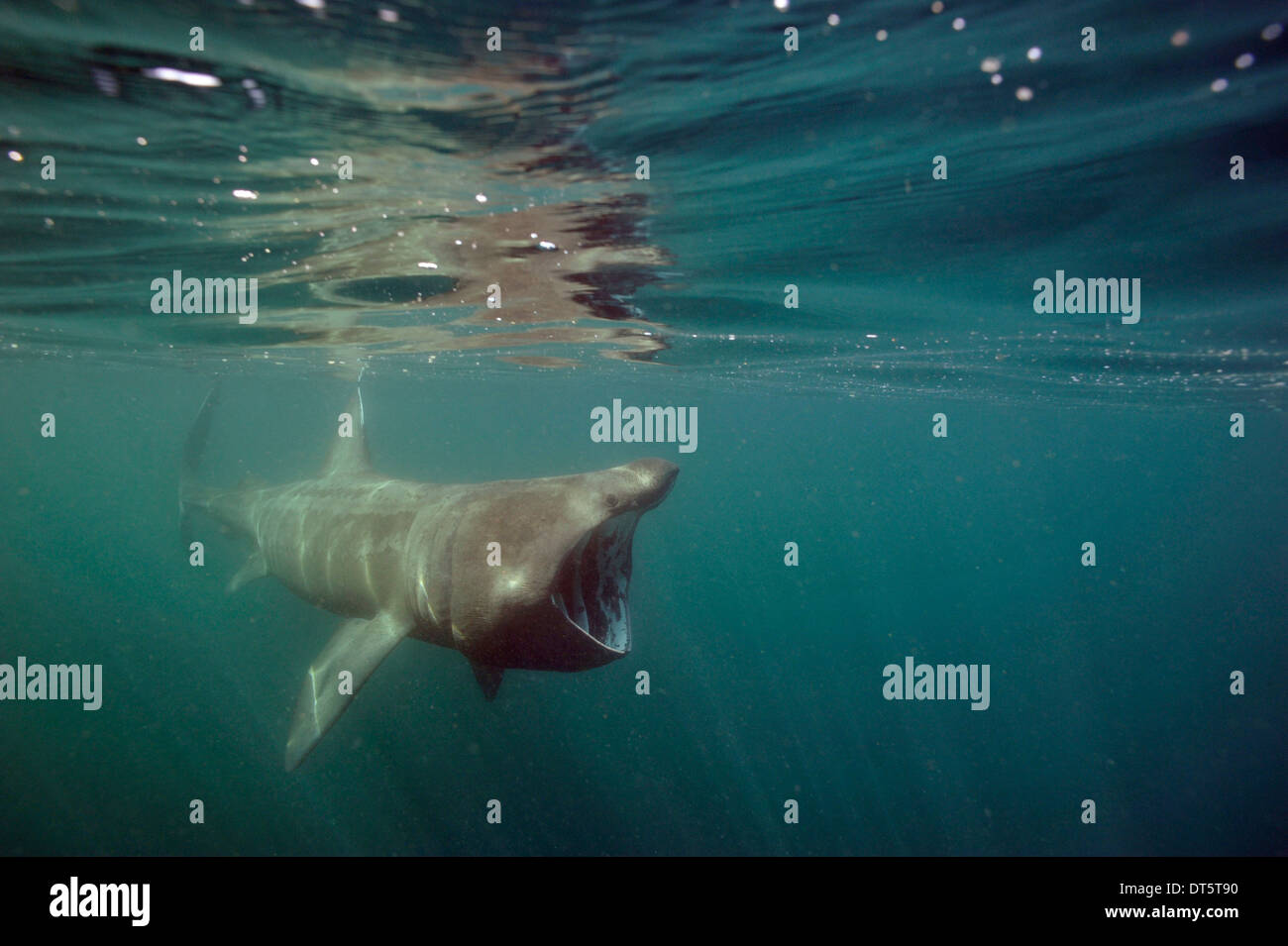 Requin pèlerin Banque de photographies et d’images à haute résolution ...