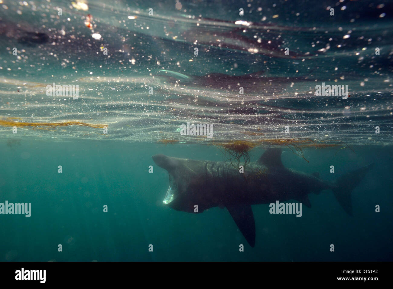 Requin pèlerin Banque de photographies et d’images à haute résolution ...