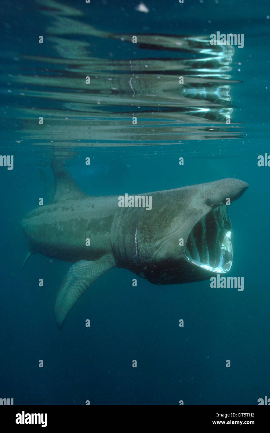 Requin pèlerin Banque de photographies et d’images à haute résolution ...