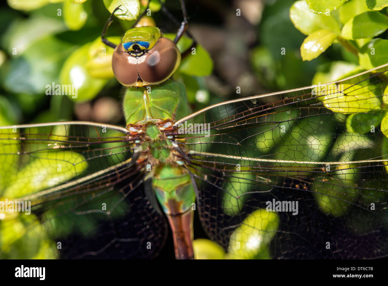 Libellule insecte Banque de photographies et d’images à haute ...