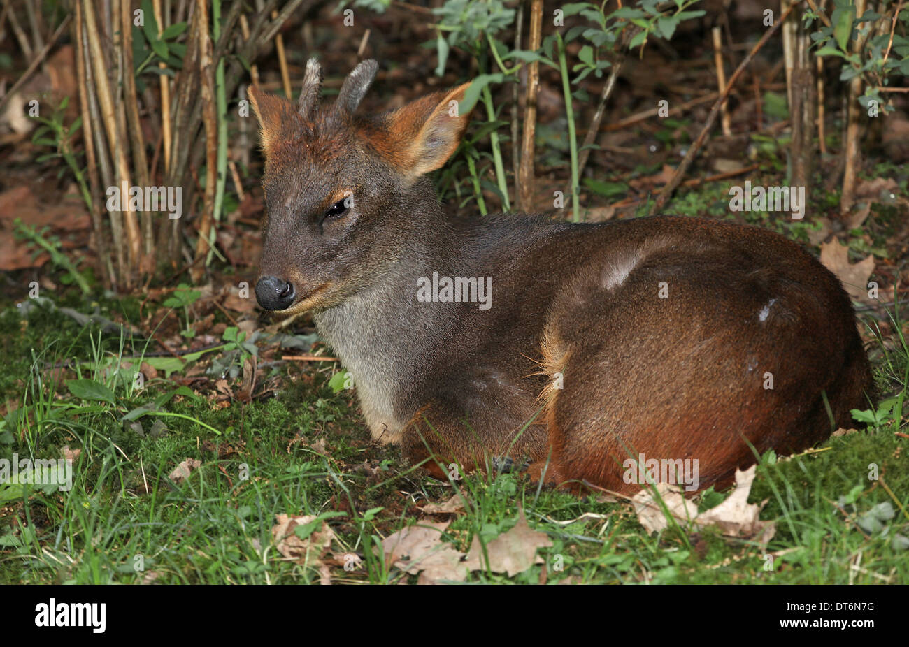 Pudu du sud Banque de photographies et d’images à haute résolution - Alamy