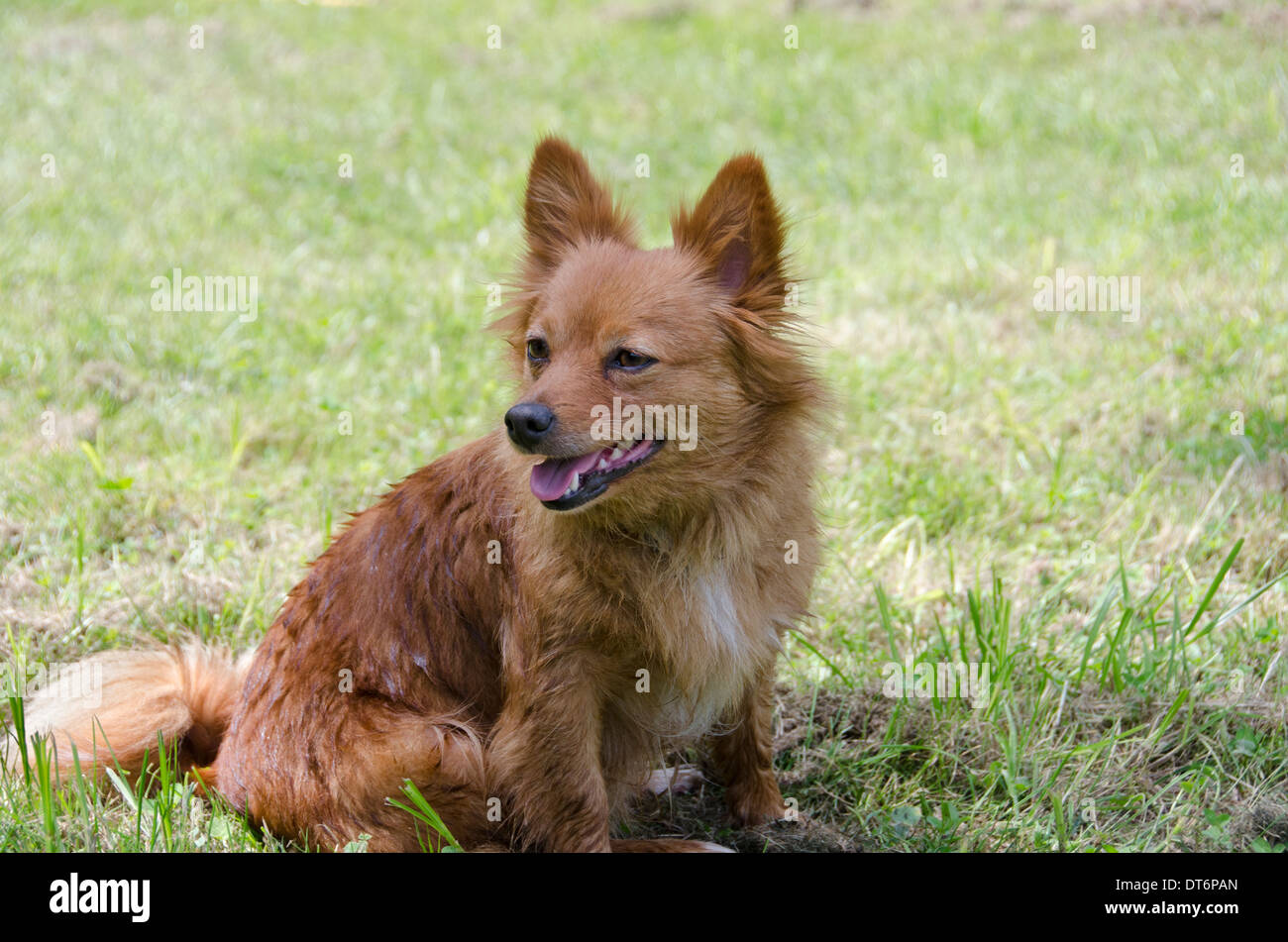 Petit fox terrier Banque de photographies et d’images à haute ...