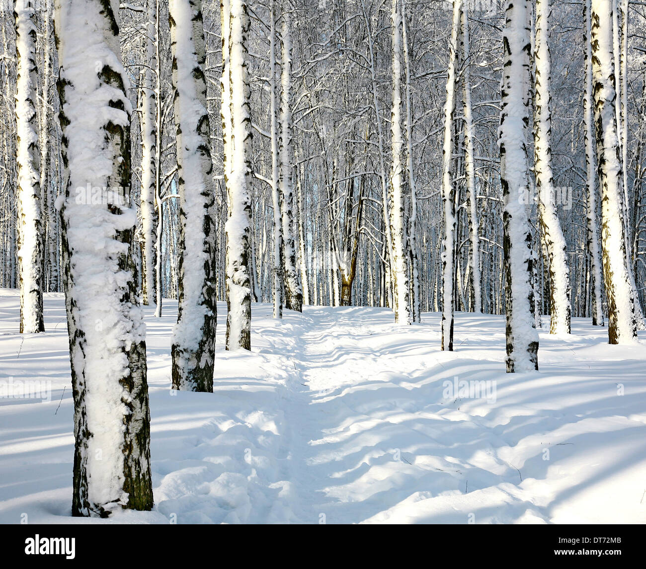 Beau chemin forestier en hiver Banque de photographies et d’images à ...