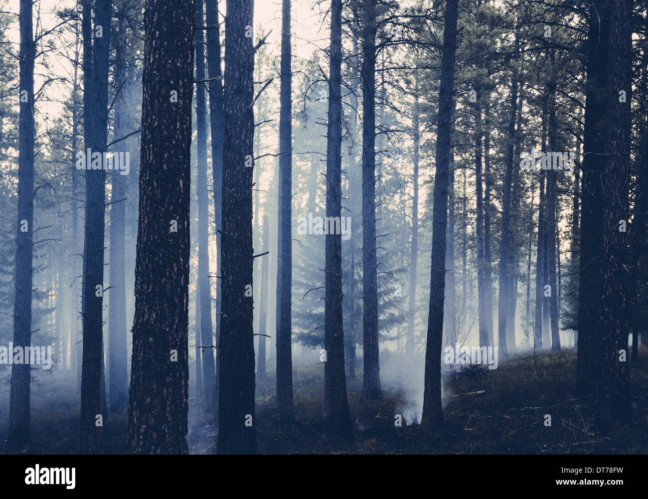 écosystème forestier Banque de photographies et d’images à haute ...