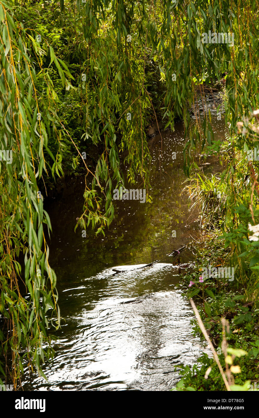 Weeping willow trees Banque de photographies et d’images à haute ...
