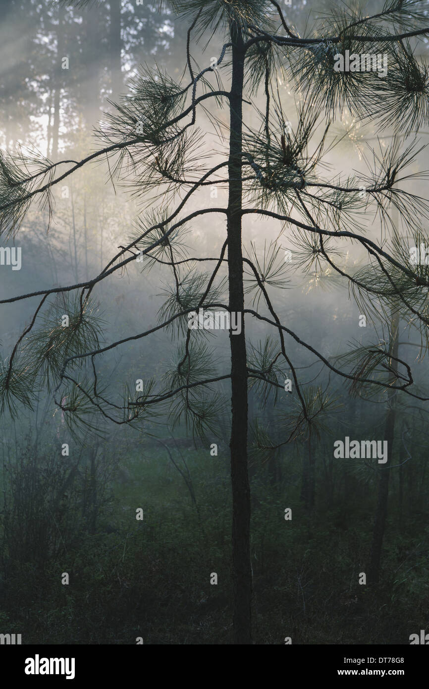 écosystème forestier Banque de photographies et d’images à haute ...