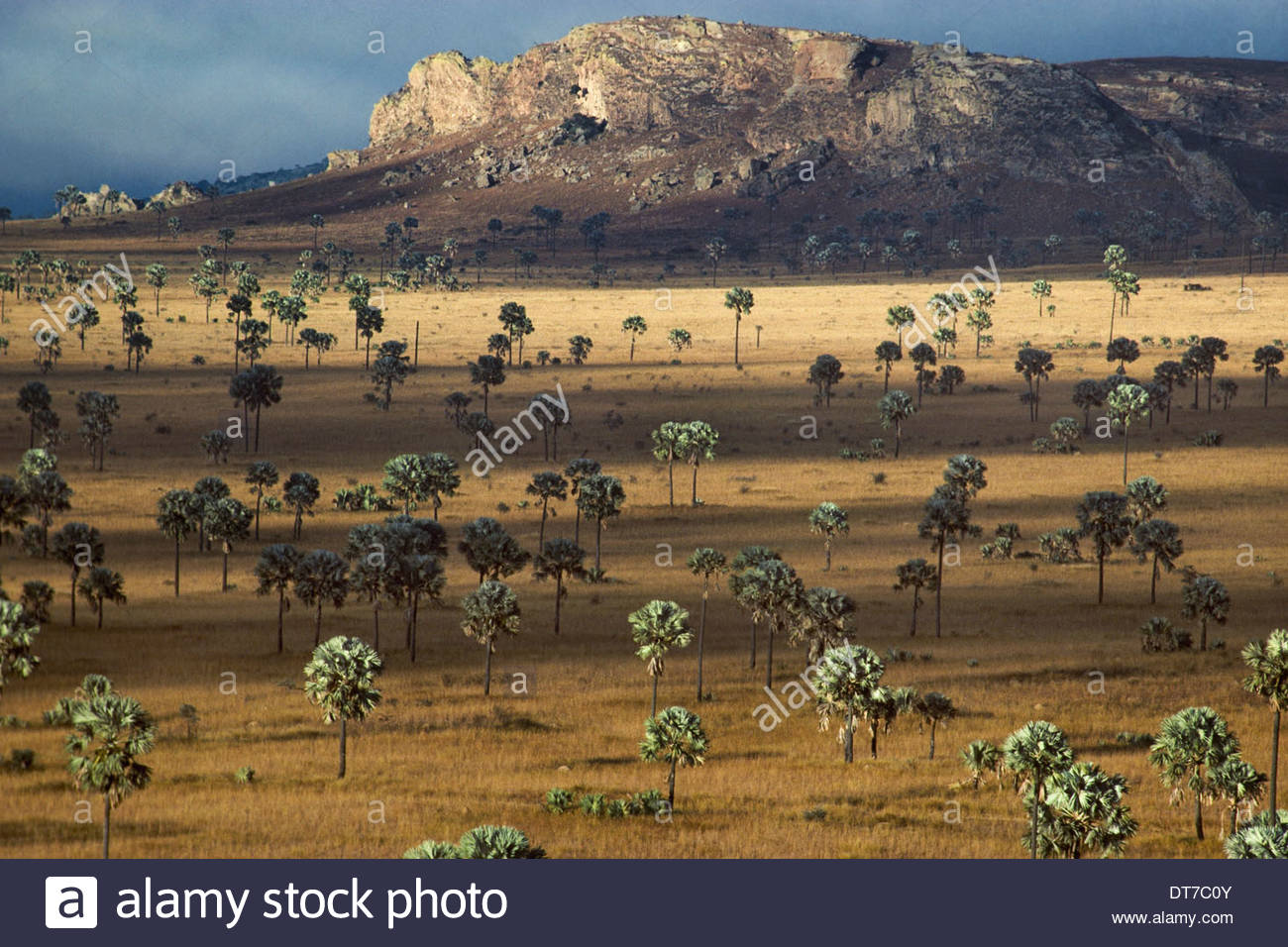 Flore Madagascar Banque d'image et photos - Alamy
