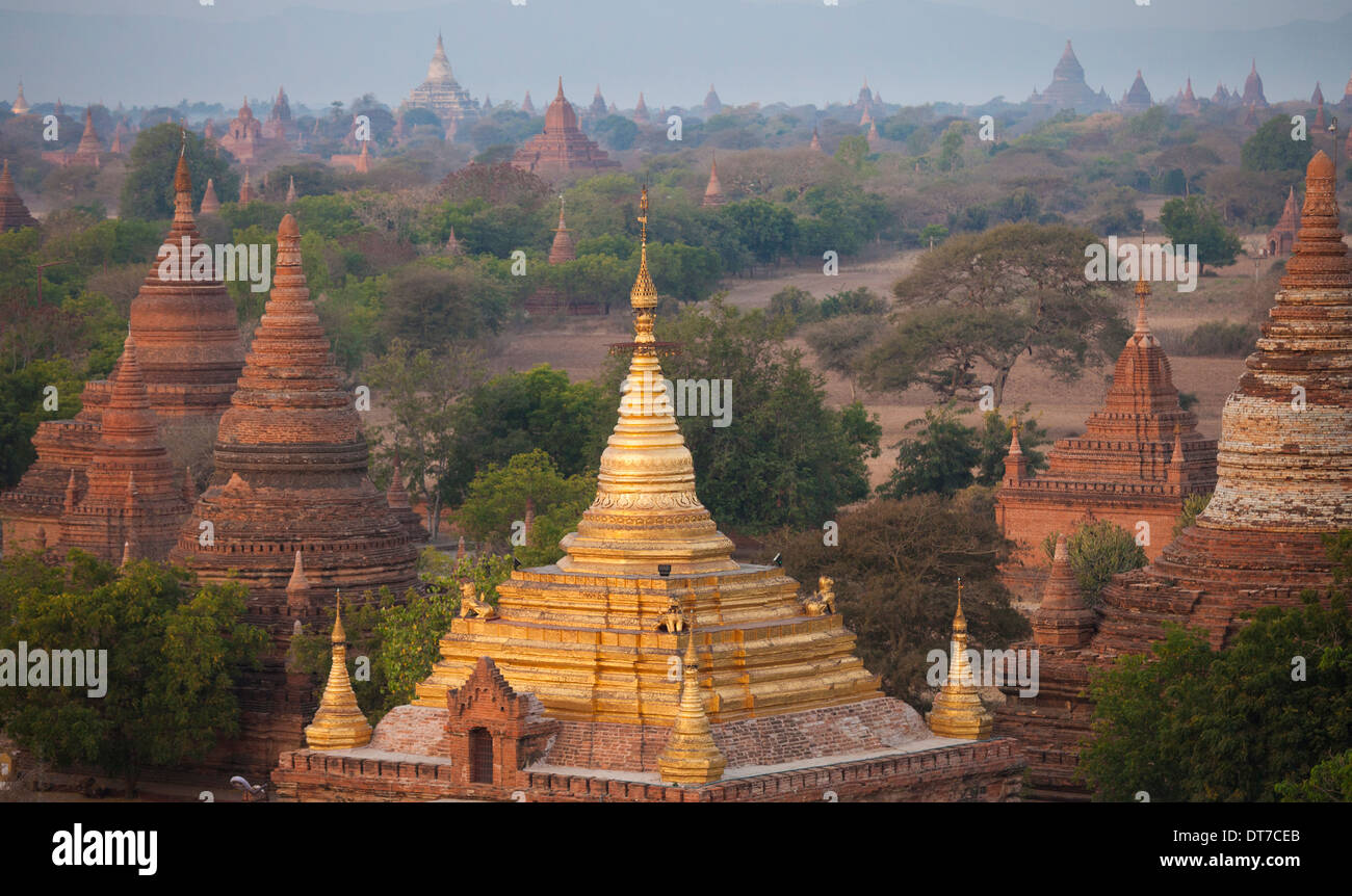 Myanmar flora Banque de photographies et d’images à haute résolution ...