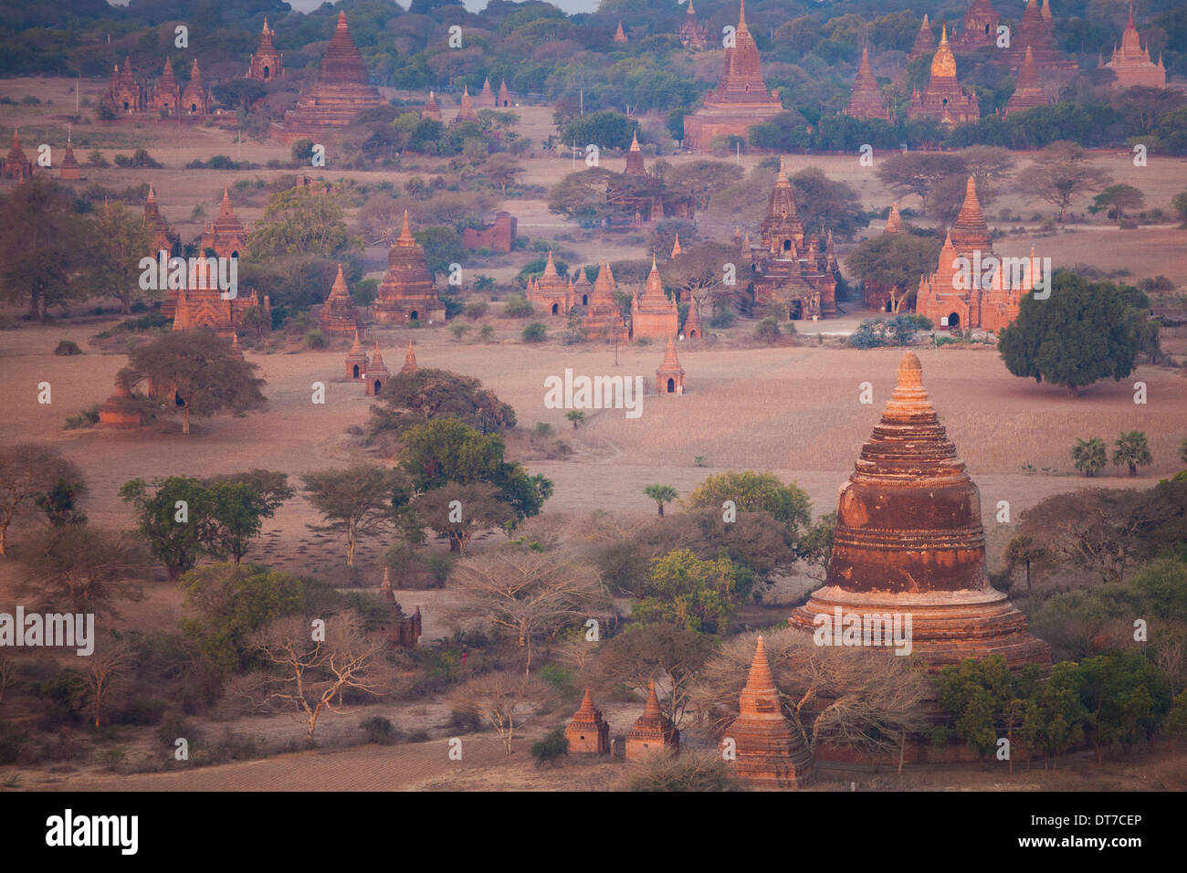 Myanmar flora Banque de photographies et d’images à haute résolution ...