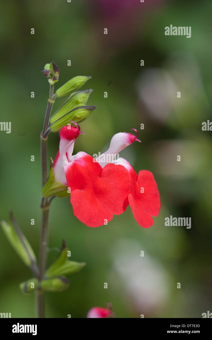Salvia microphylla hot lips Banque de photographies et d’images à haute ...