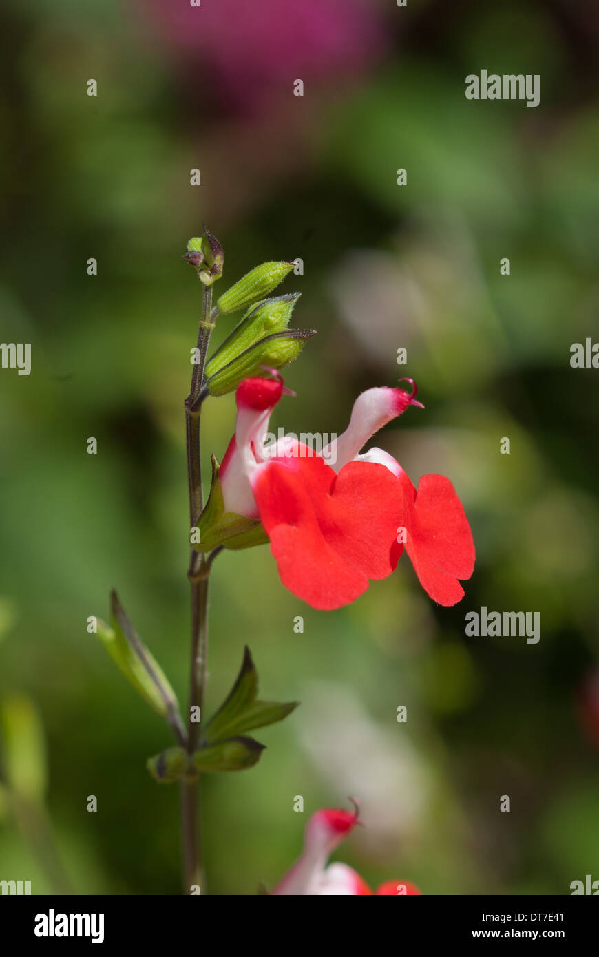 Salvia microphylla hot lips Banque de photographies et d’images à haute ...
