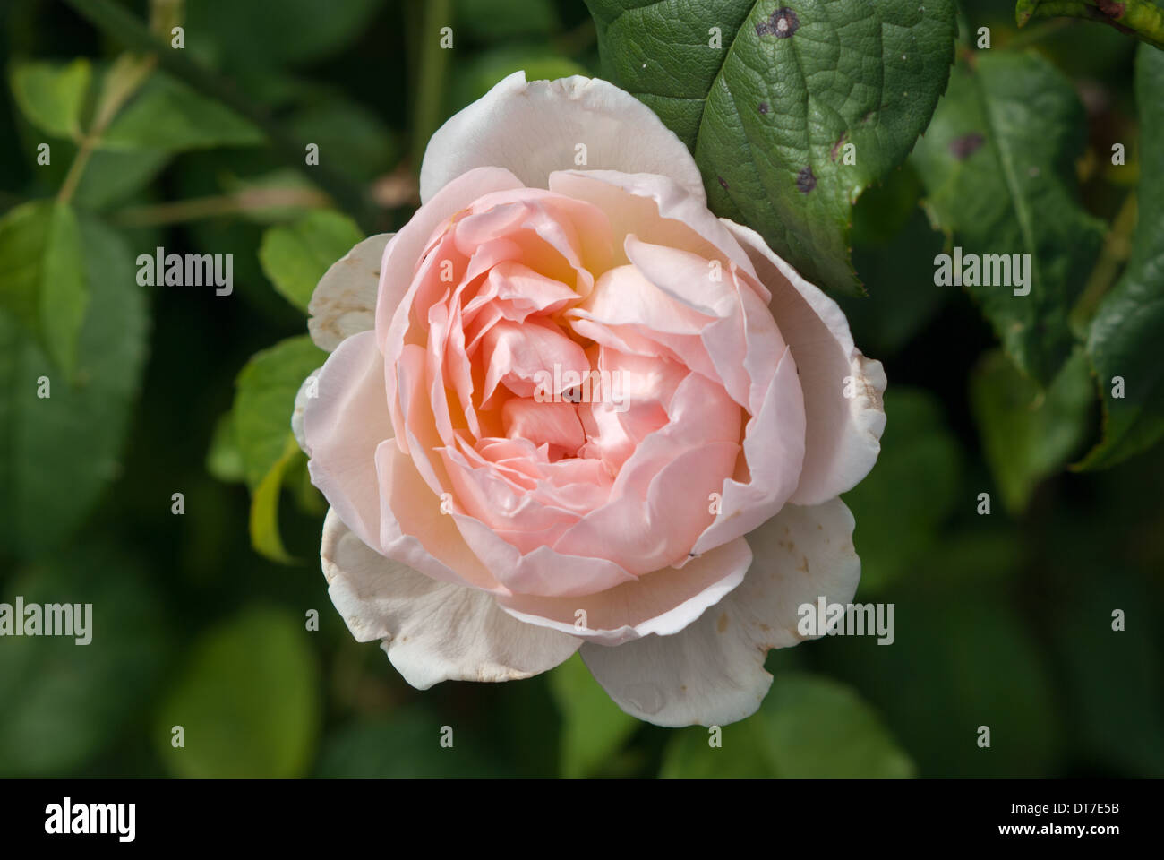 Sharifa asma Banque de photographies et d’images à haute résolution - Alamy