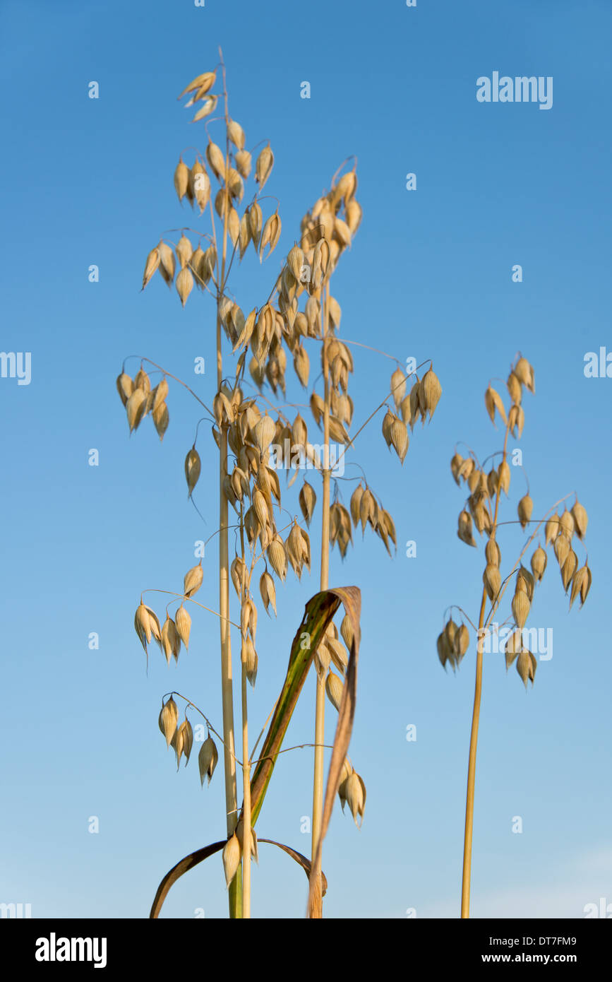 Avoine bleue Banque de photographies et d’images à haute résolution - Alamy