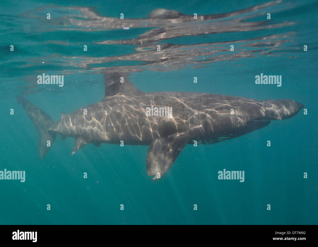 Requin pèlerin Banque de photographies et d’images à haute résolution ...