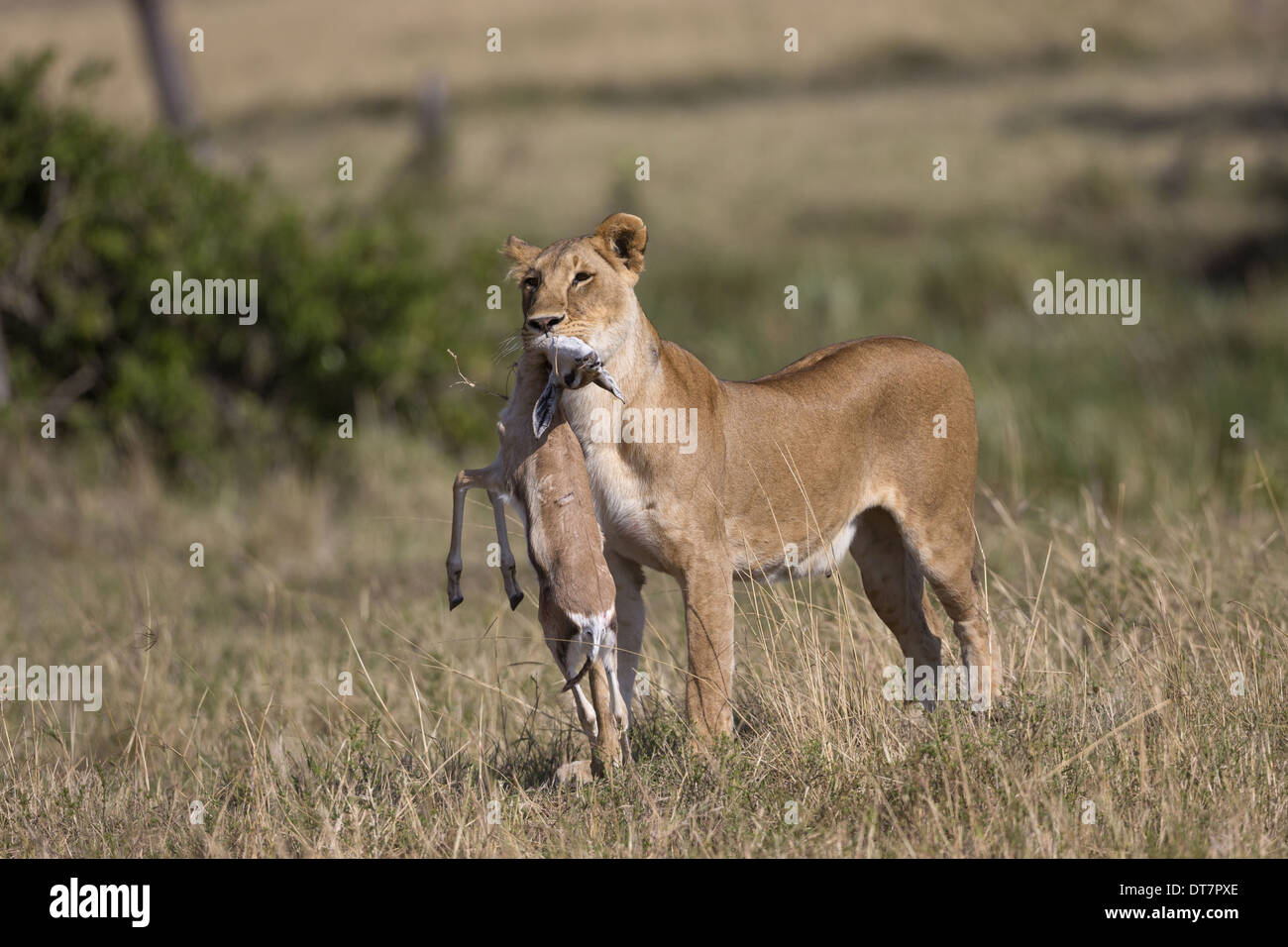Gazelles de chasse au lion Banque de photographies et d’images à haute ...