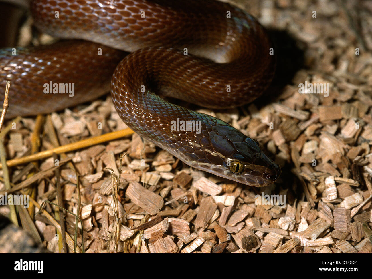 African house snake Banque de photographies et d’images à haute ...