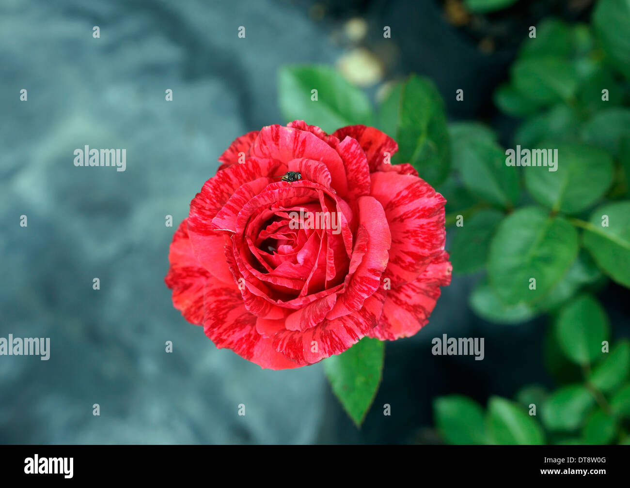 Ludwigs roses roses joostenberg Banque de photographies et d’images à ...