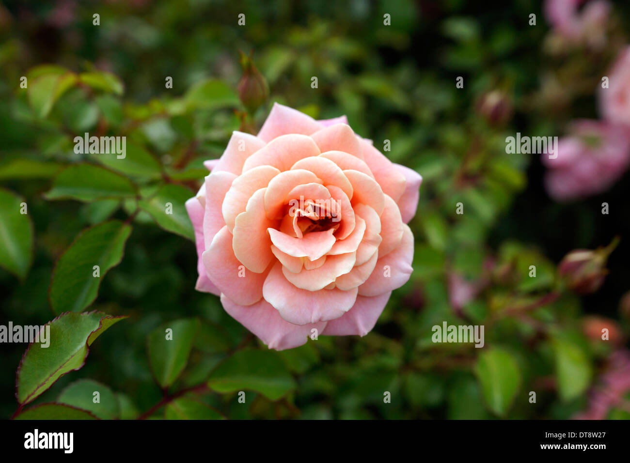 Ludwigs roses roses joostenberg Banque de photographies et d’images à ...
