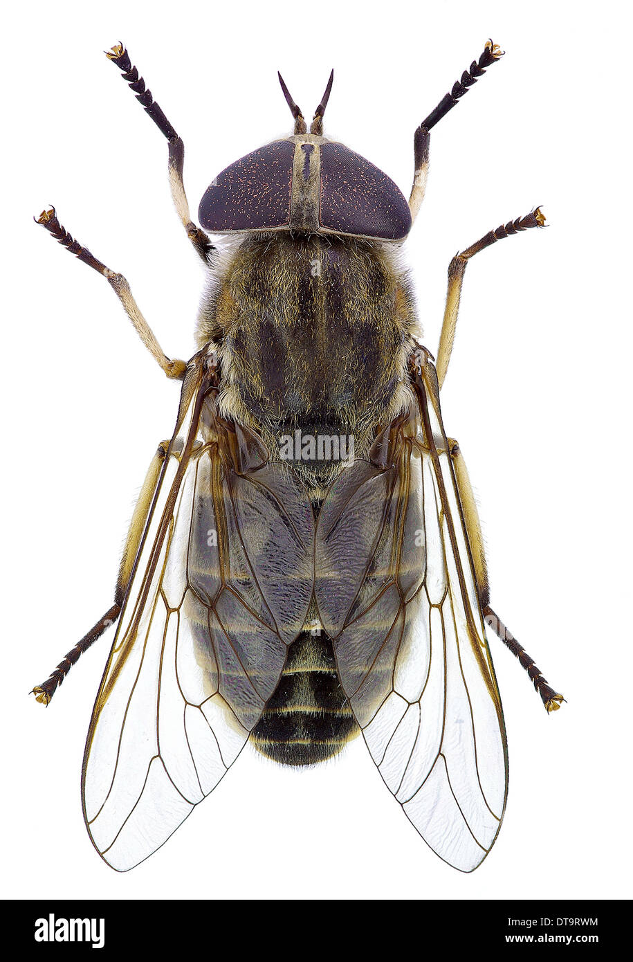 Piqûre d'insecte taon Banque d'images détourées - Alamy