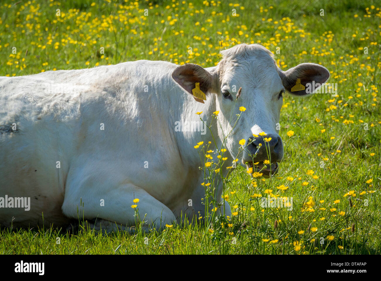 Vache dans un champ vache blanche Banque de photographies et d’images à ...