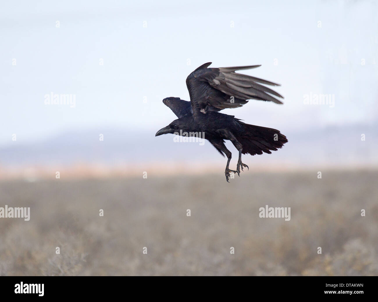 Corbeau en vol Banque de photographies et d’images à haute résolution ...