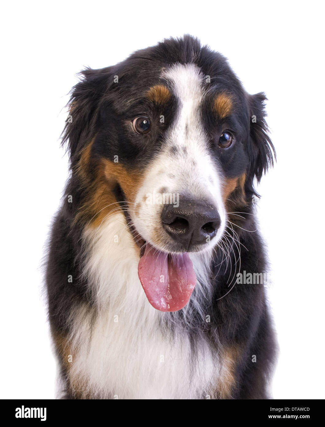 Chien qui louche Banque de photographies et d’images à haute résolution ...