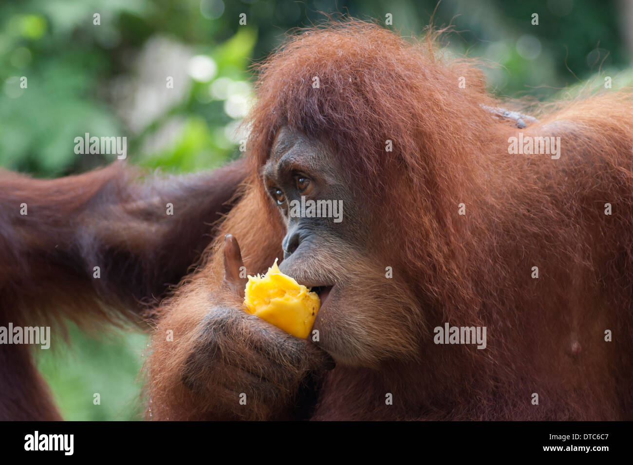 Un orang-outan de manger un fruit au Zoo de Singapour Photo Stock - Alamy