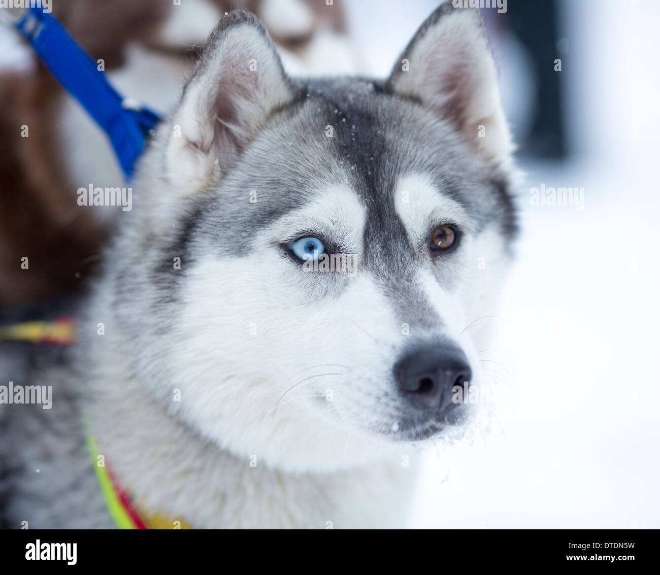 Husky sibérien noir Banque de photographies et d’images à haute ...