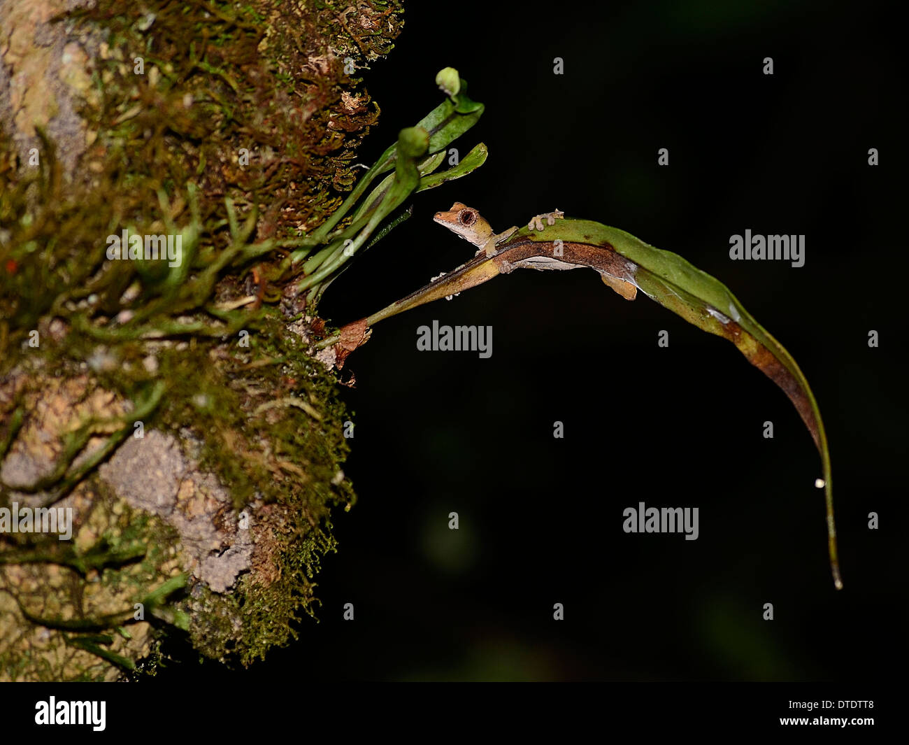 Petit gecko Banque de photographies et d’images à haute résolution - Alamy