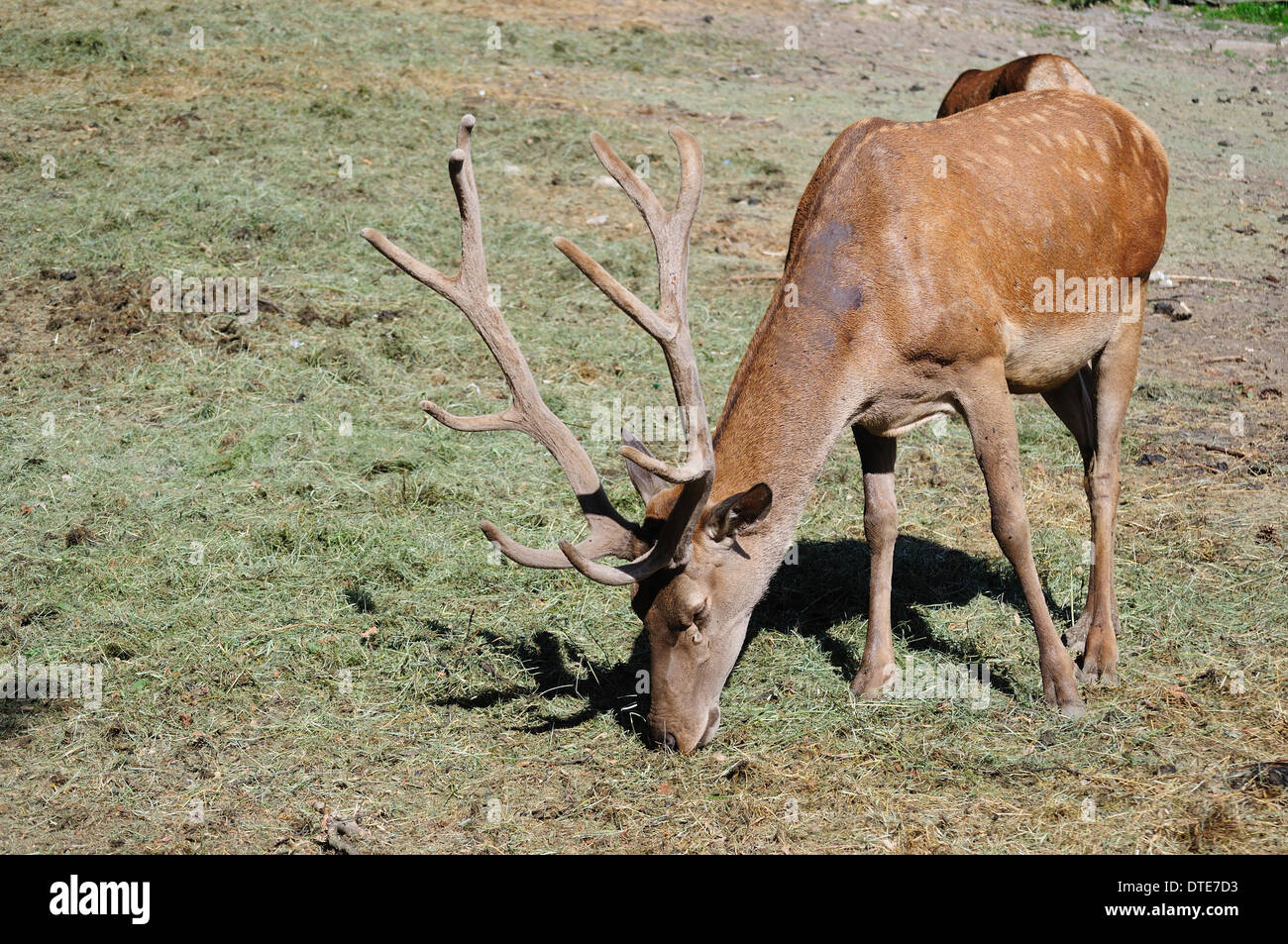 Alimentation de cerf rouge Banque de photographies et d’images à haute ...