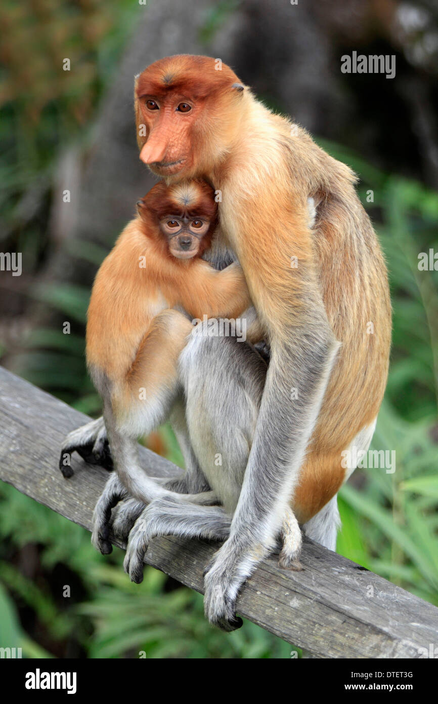 Singes nasiques Banque de photographies et d’images à haute résolution ...